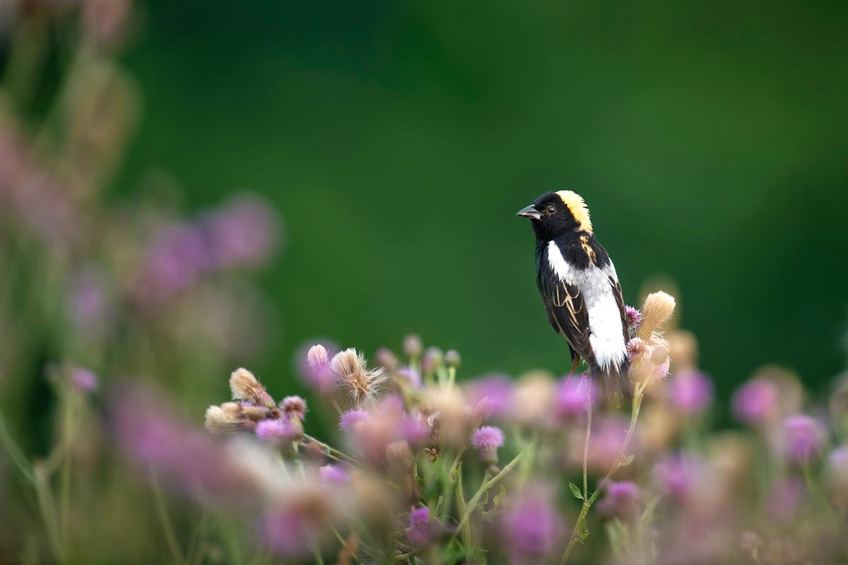 View the 1999-2020 Breeding Bird Trends - Bird Conservation Network