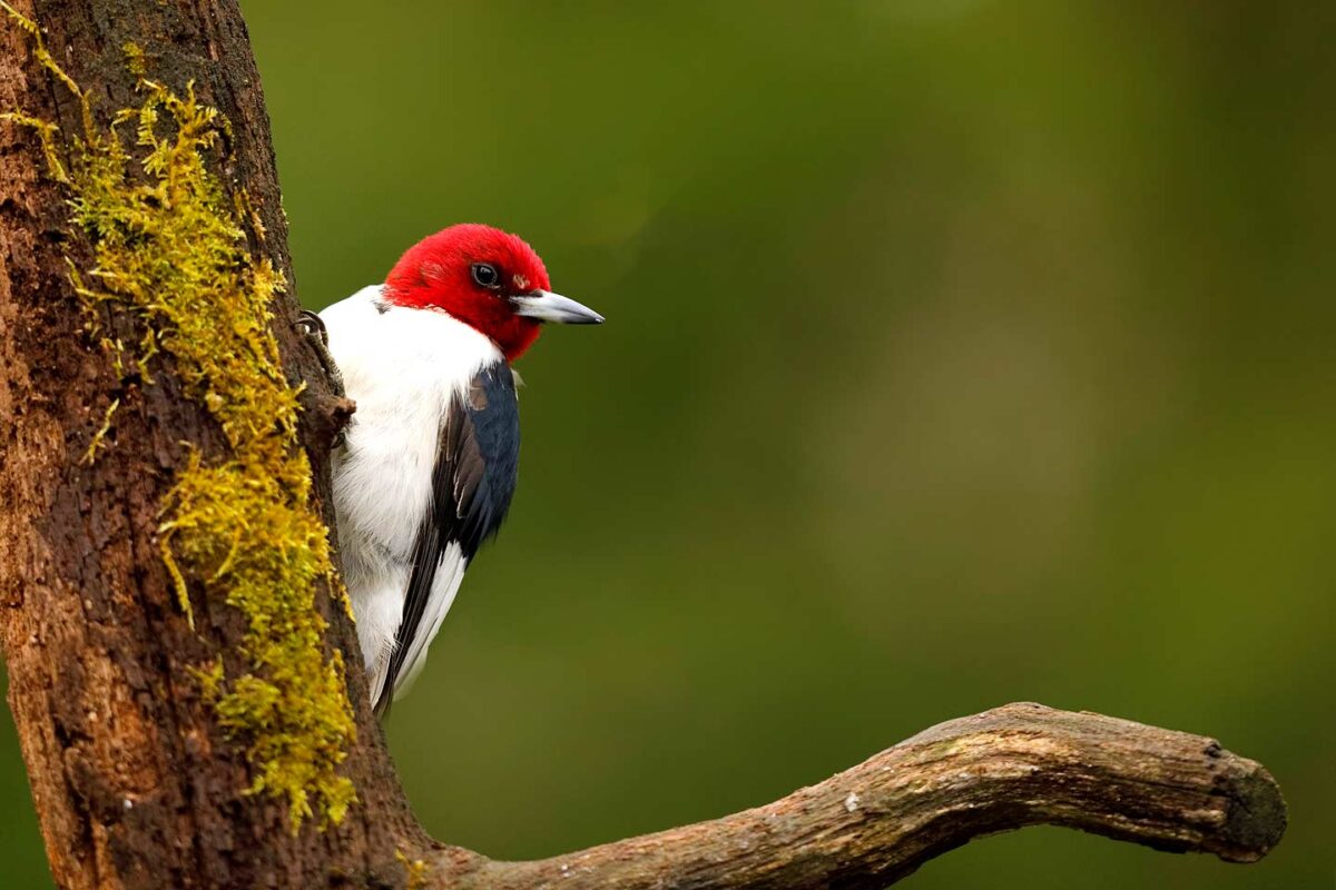 2021 Birds of Concern - Bird Conservation Network